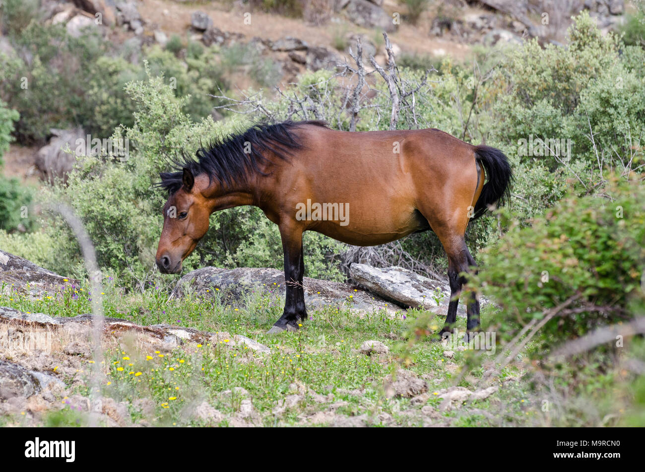 Free living Garrano horses in Faia Brava nature reserve, Western Iberia ...