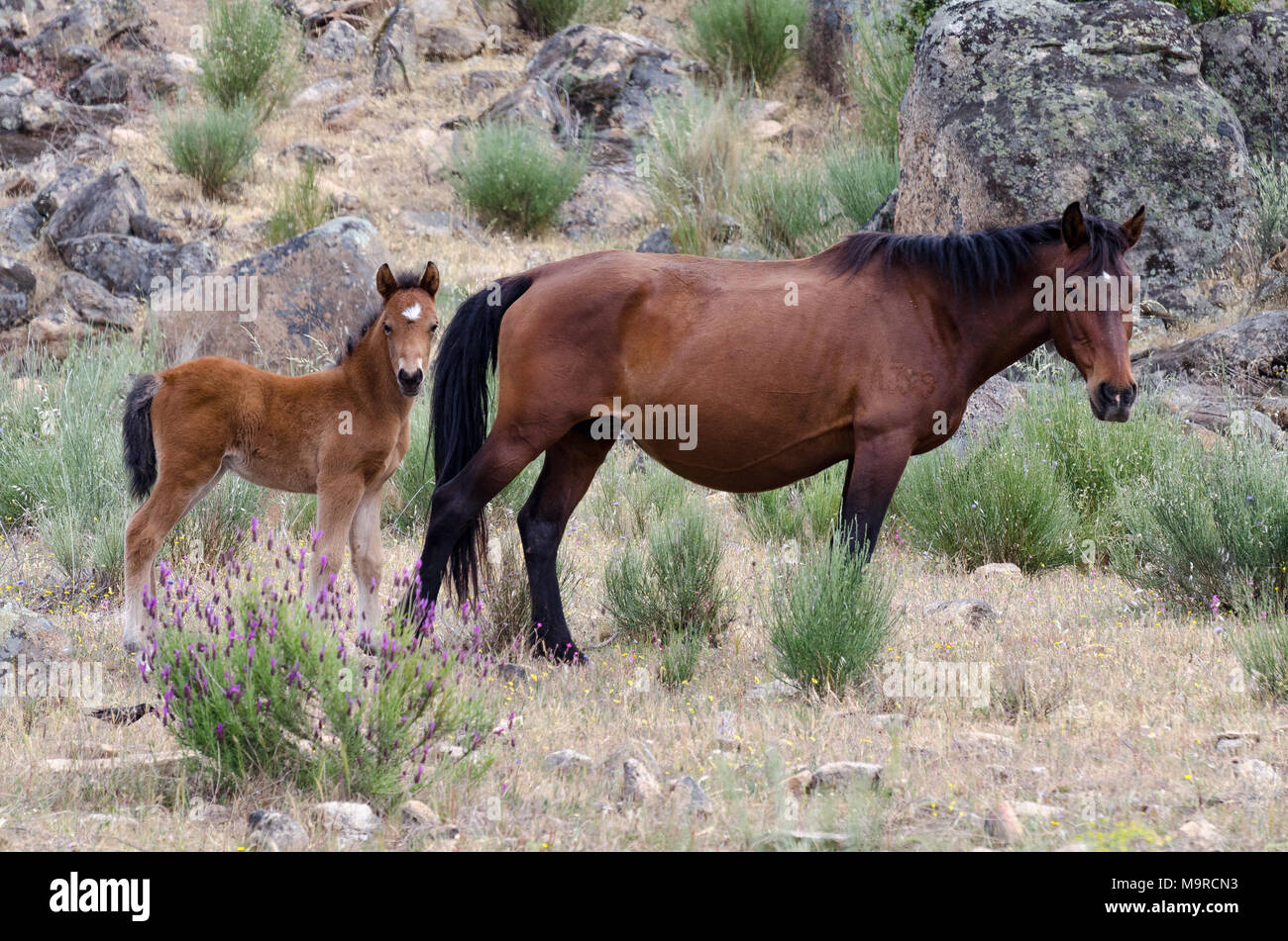 Free living Garrano horses in Faia Brava nature reserve, Western Iberia ...