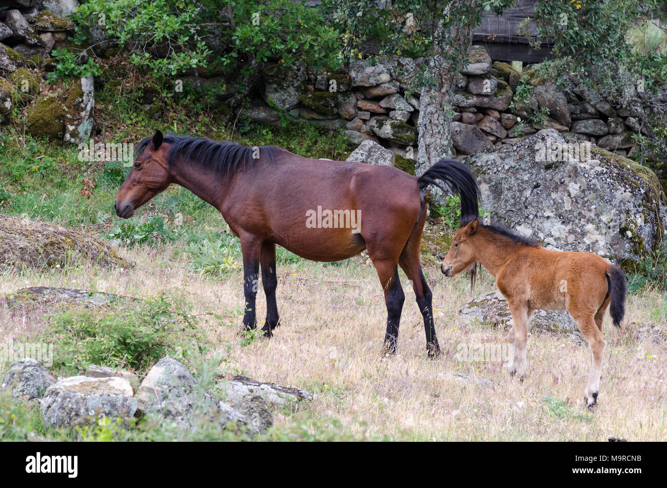 Free living Garrano horses in Faia Brava nature reserve, Western Iberia ...