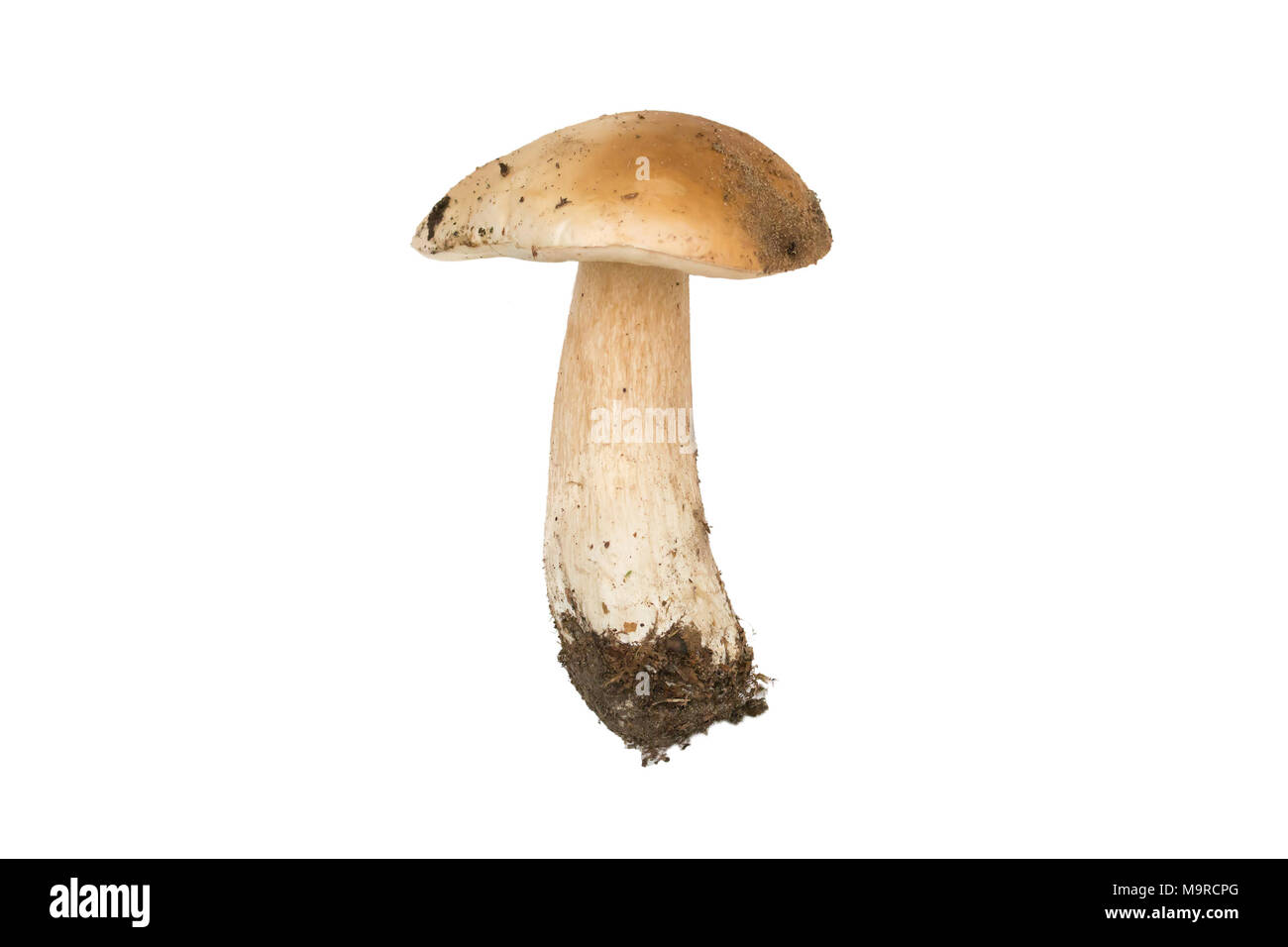 Porcini mushroom. Cep isolated. The natural color and texture Stock ...