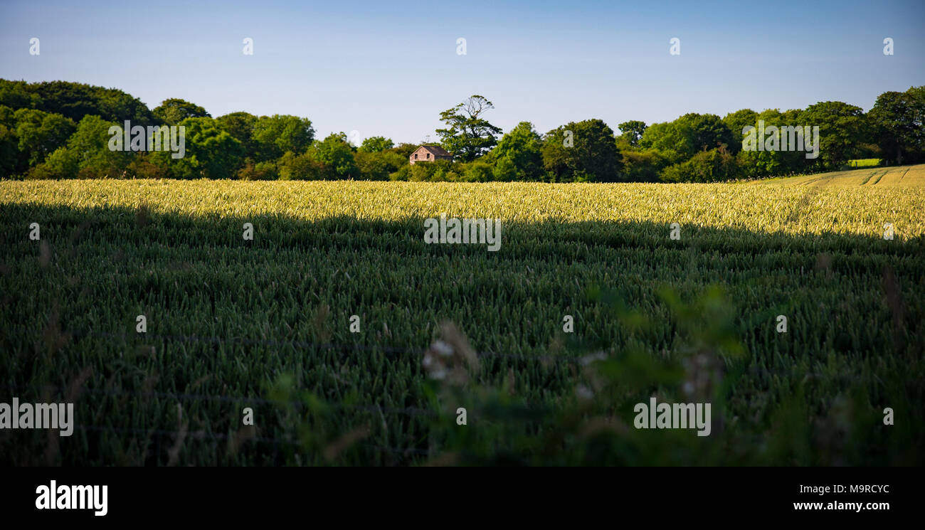 Open Grassy Plains Stock Photos & Open Grassy Plains Stock Images - Alamy