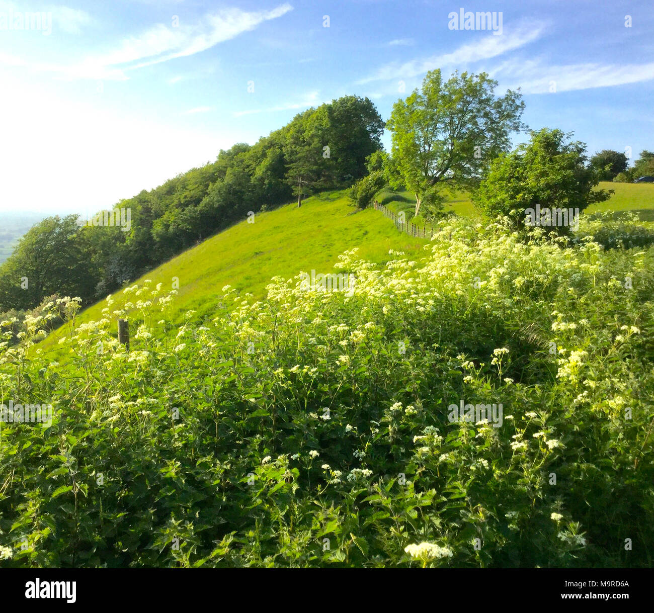 Field summer england panorama cloud green trees grass wood forest hi ...