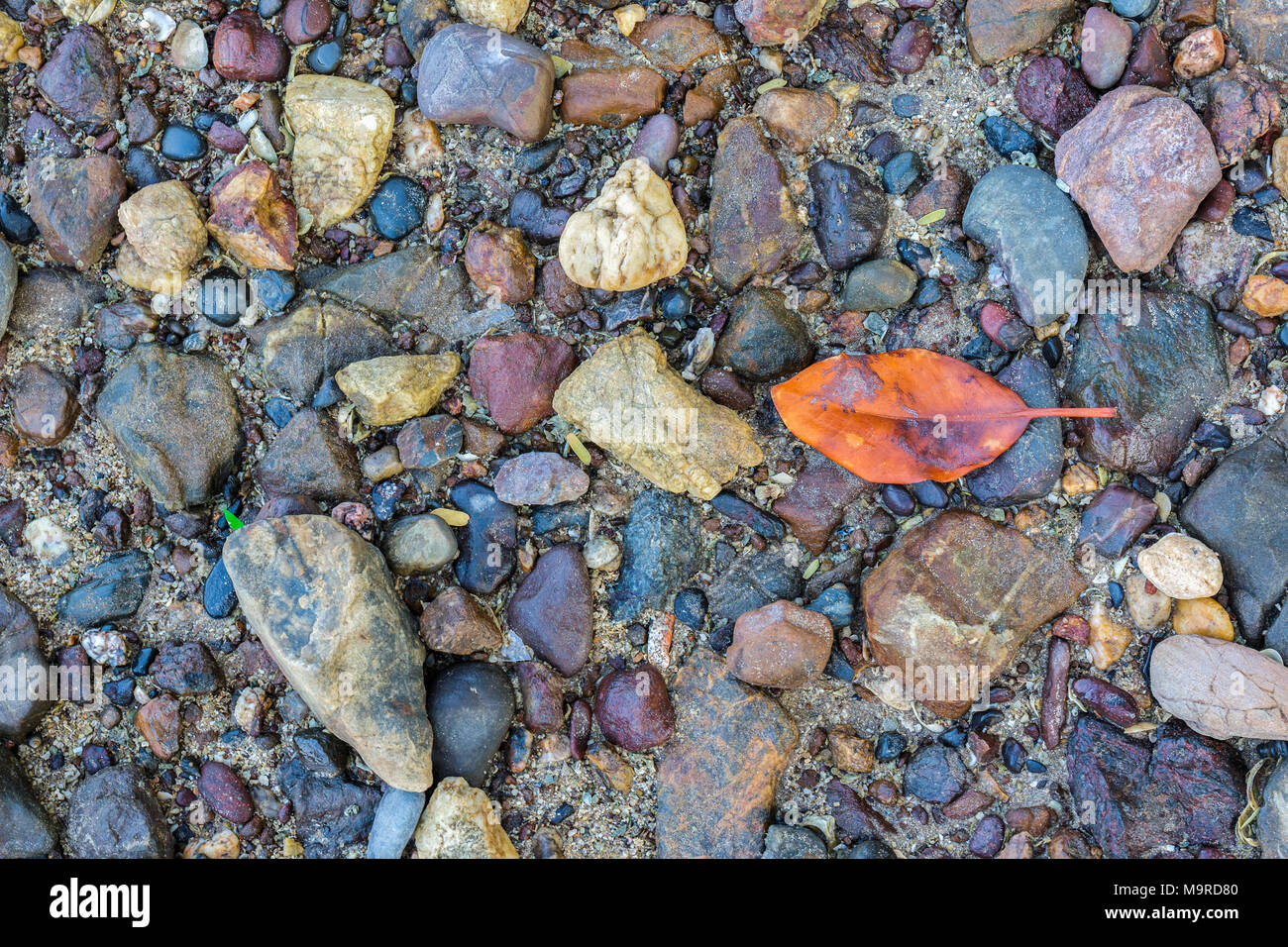 Dry leaves on a pebble at the beach Stock Photo - Alamy