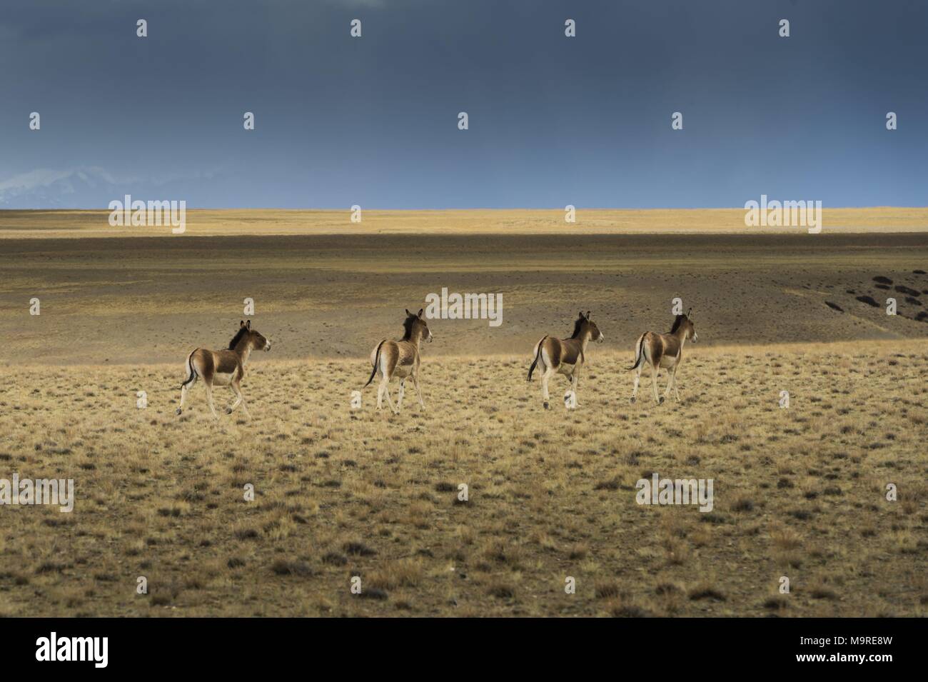 landscape around Dungkhar Caves May 2017 | usage worldwide Stock Photo ...