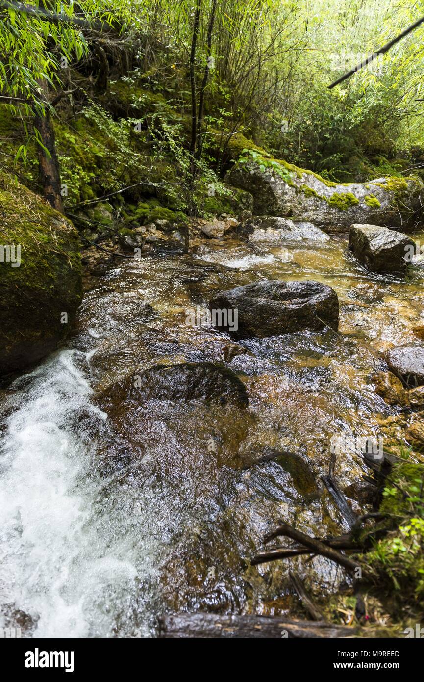Kading Forest | usage worldwide Stock Photo - Alamy