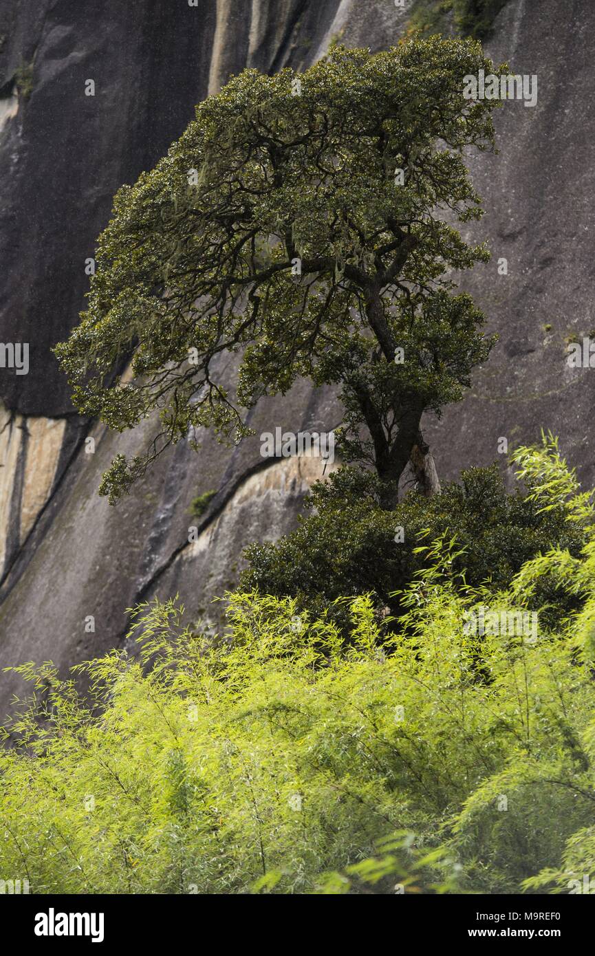 Kading Forest | usage worldwide Stock Photo - Alamy