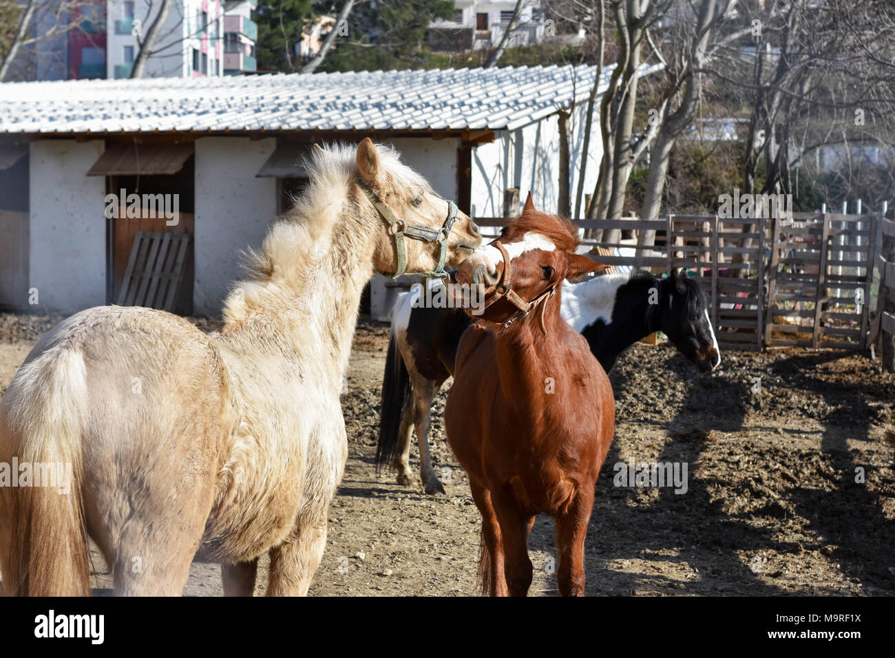 Domestic and wild animals together hi-res stock photography and images ...