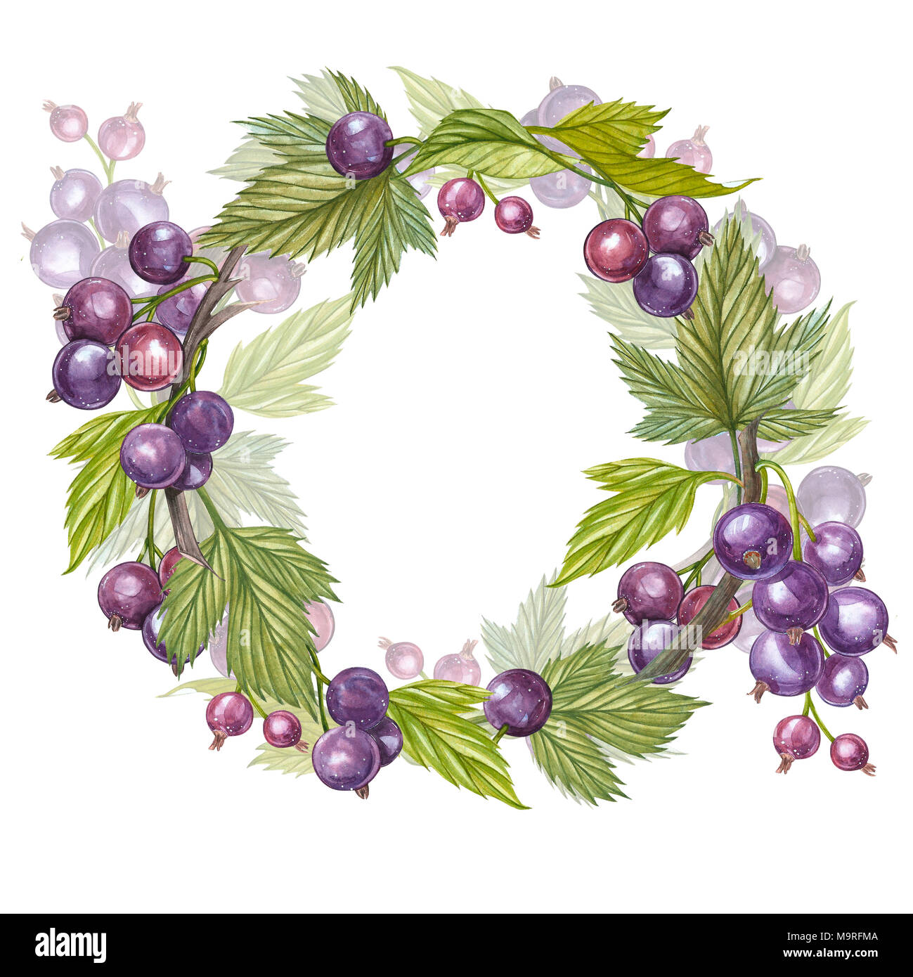 Hand-drawn watercolor wreath of flowers of Black currant and leaves ...