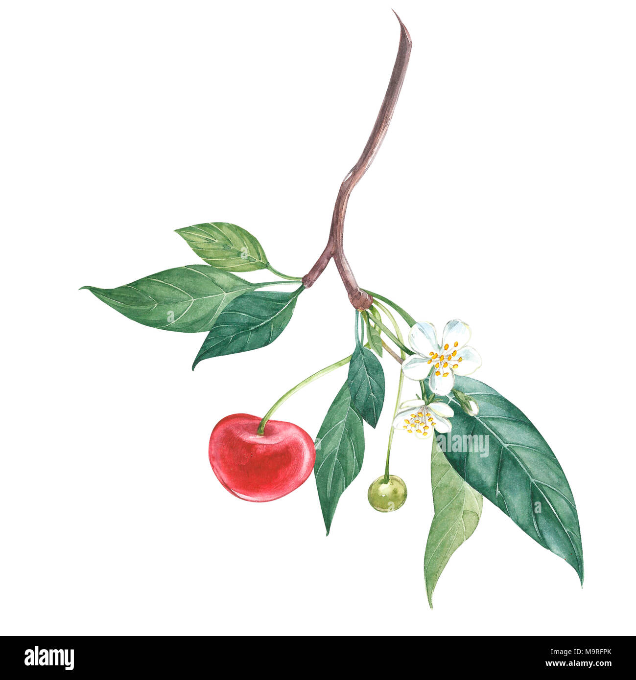 Collection of highly detailed hand drawn cherry. Watercolor botanical ...
