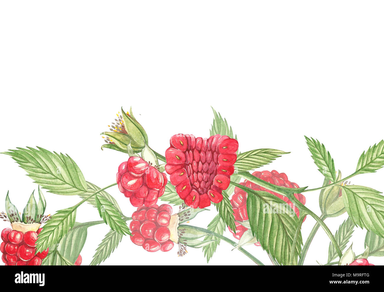 Hand drawn watercolor painting raspberry on white background. Frame ...