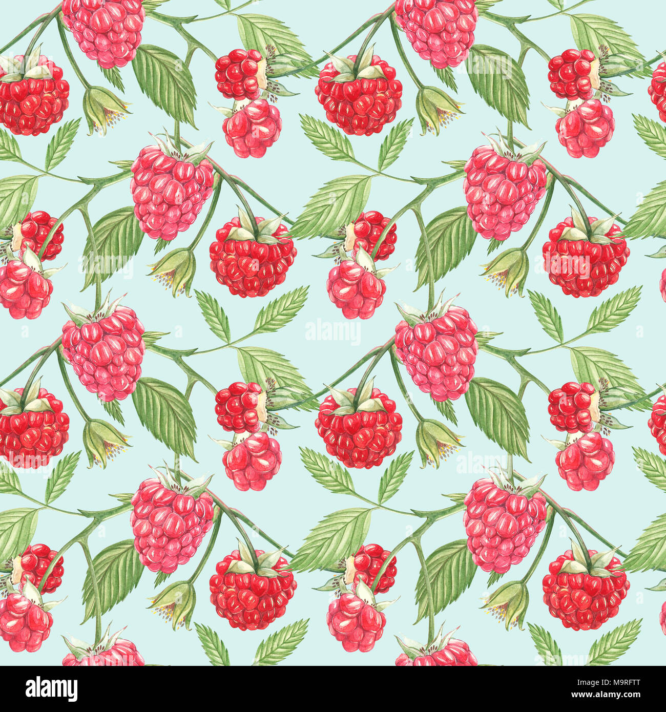 Hand drawn watercolor painting raspberry on white background. Botanical ...