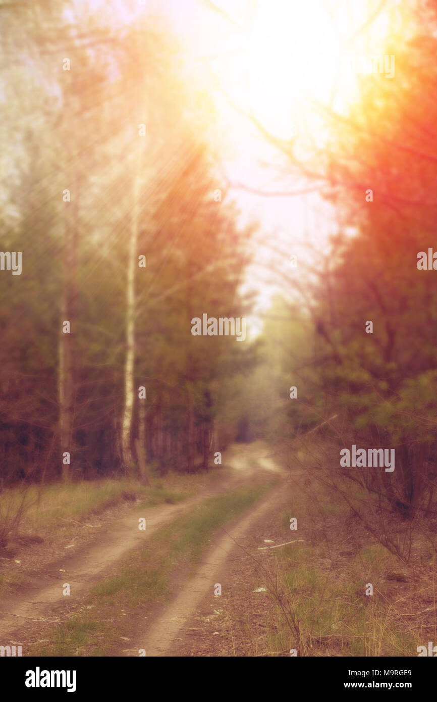 vertical sunset pastel color forest road pastel tones Stock Photo - Alamy