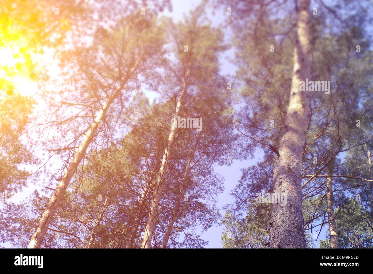 treetop pastel color sunset view pine tree perspective Stock Photo - Alamy