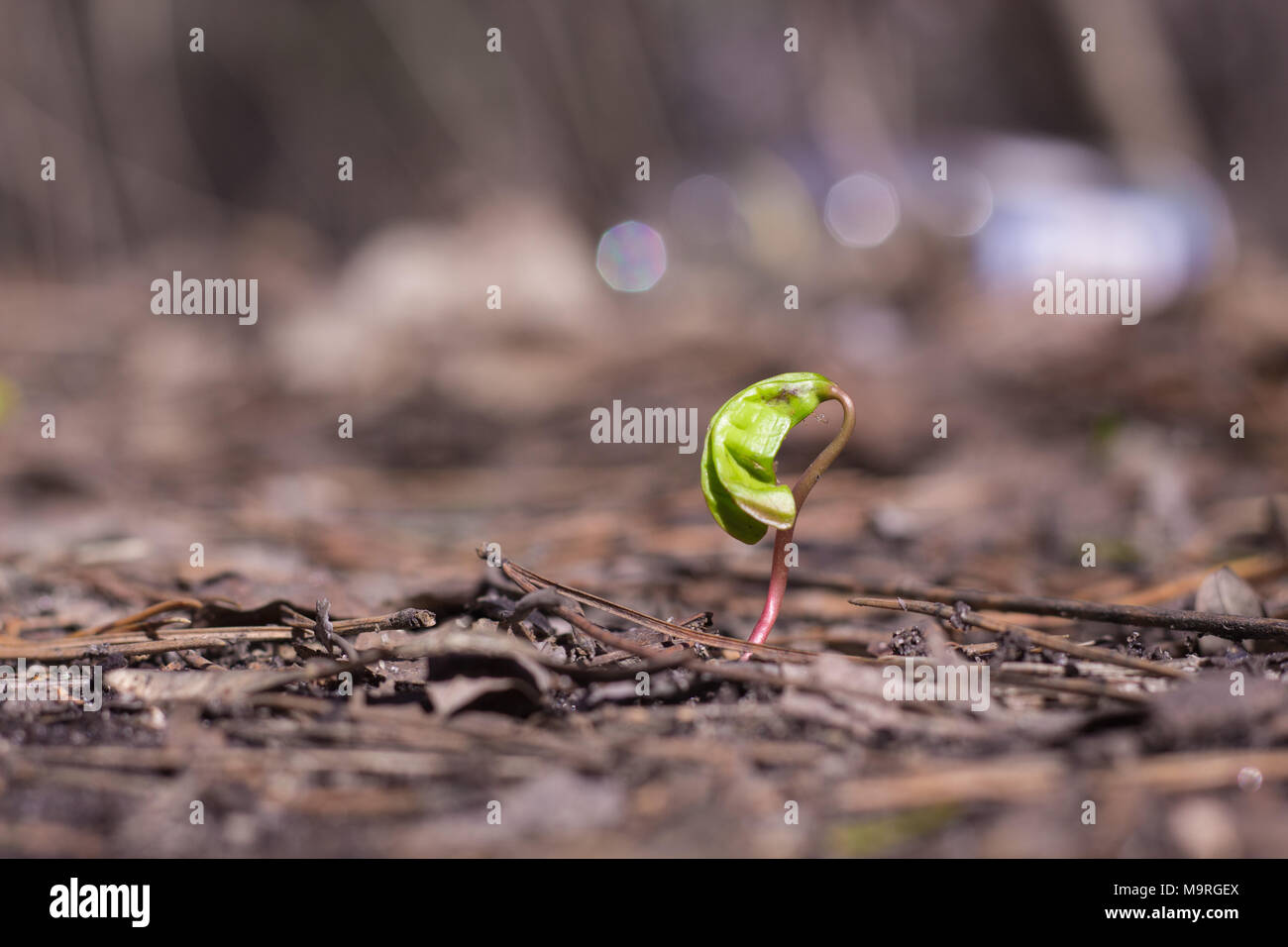 single new plant growing early spring Stock Photo - Alamy