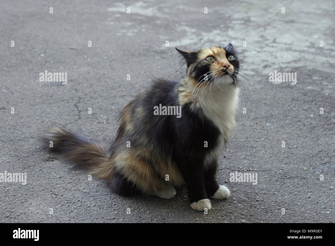 Cat looking scared hi-res stock photography and images - Alamy