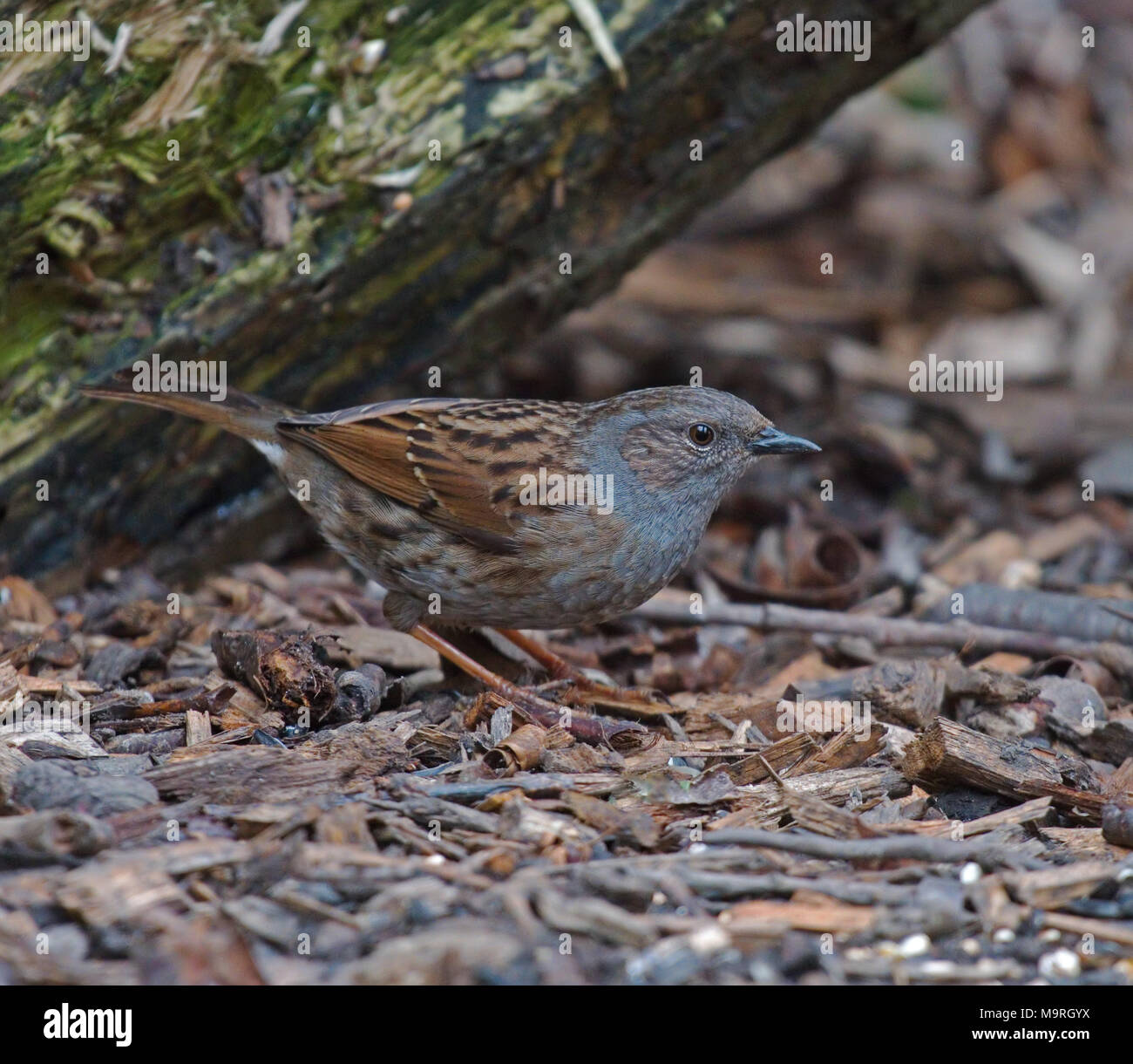 Dunnock portrait hi-res stock photography and images - Alamy