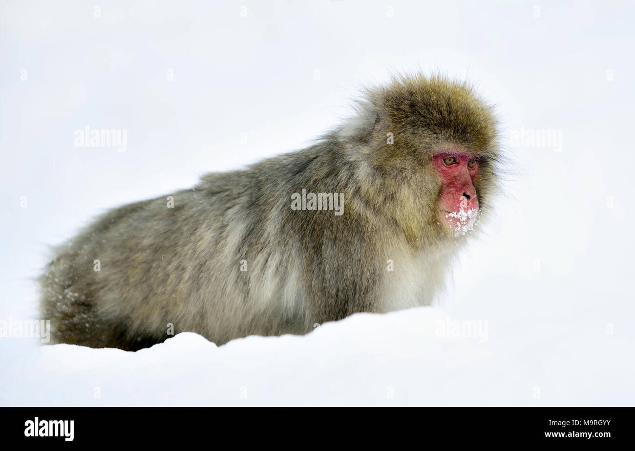 Snow monkey in the snow. Winter season. The Japanese macaque ...