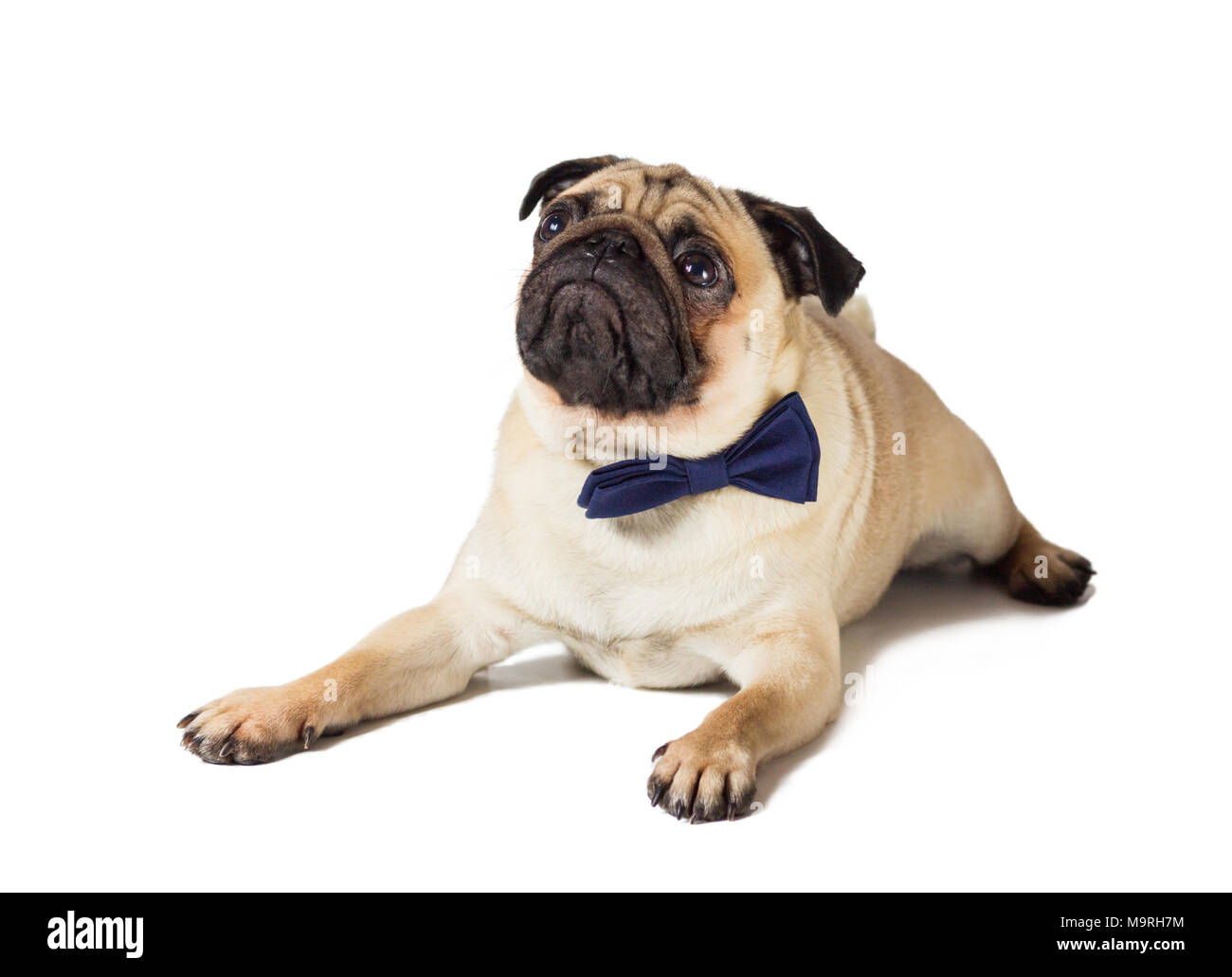 pug dog with blew bow tie Stock Photo - Alamy