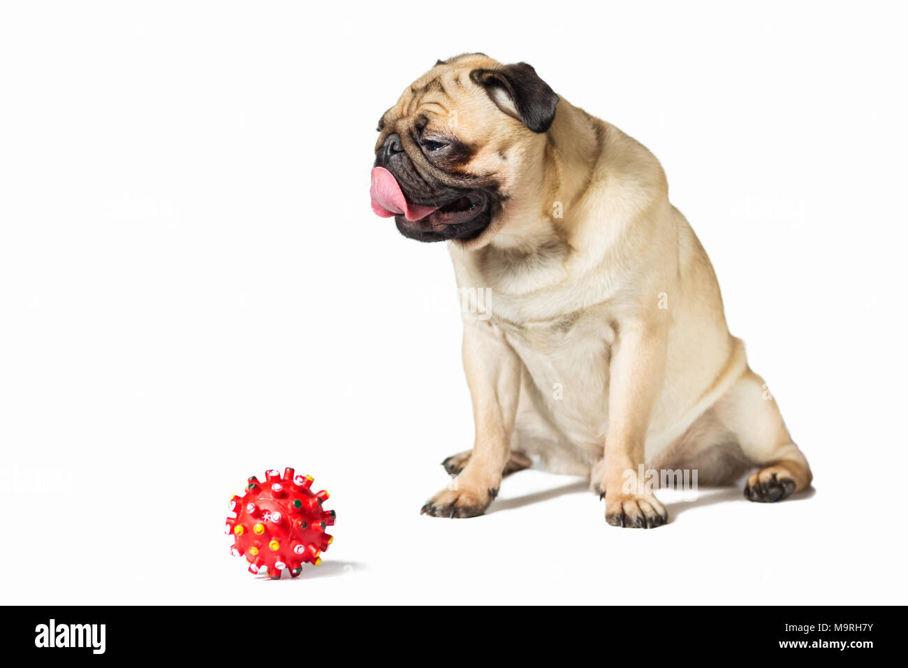male pug dog isolated on white with red ball toy Stock Photo - Alamy
