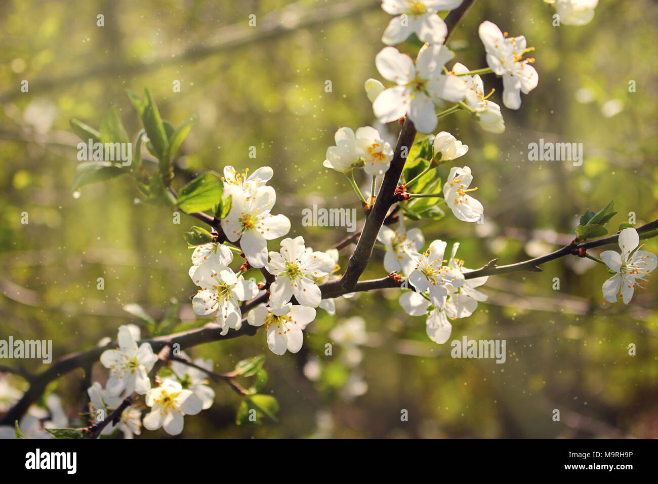 Ray light apple tree hi-res stock photography and images - Alamy