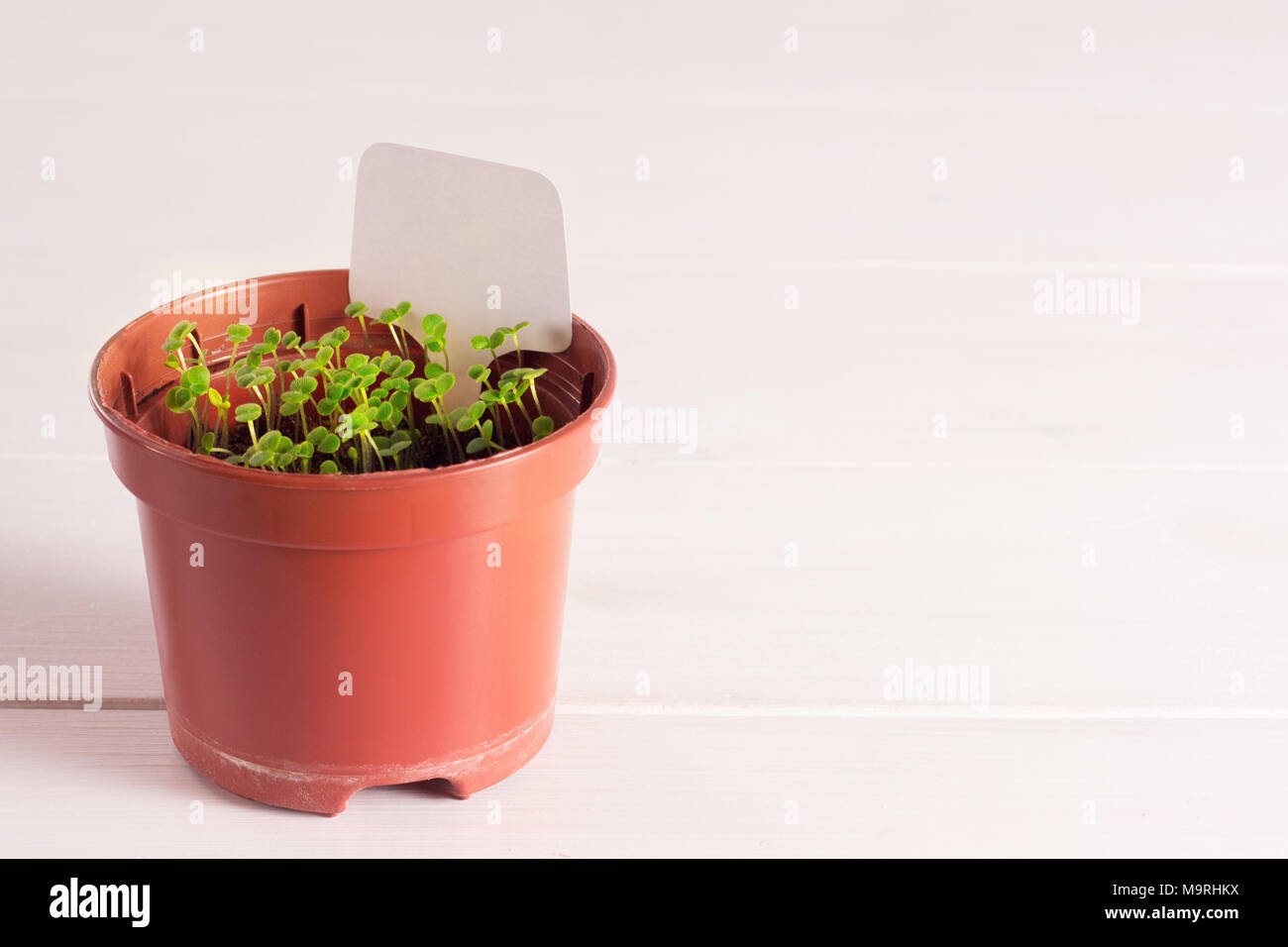 seedlings of forget-me-not flower in a plastic pot with white label ...
