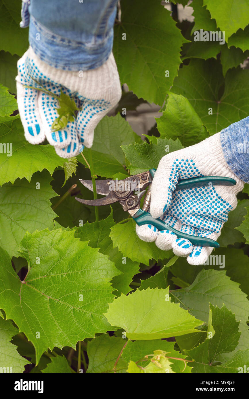 Secator hi-res stock photography and images - Alamy