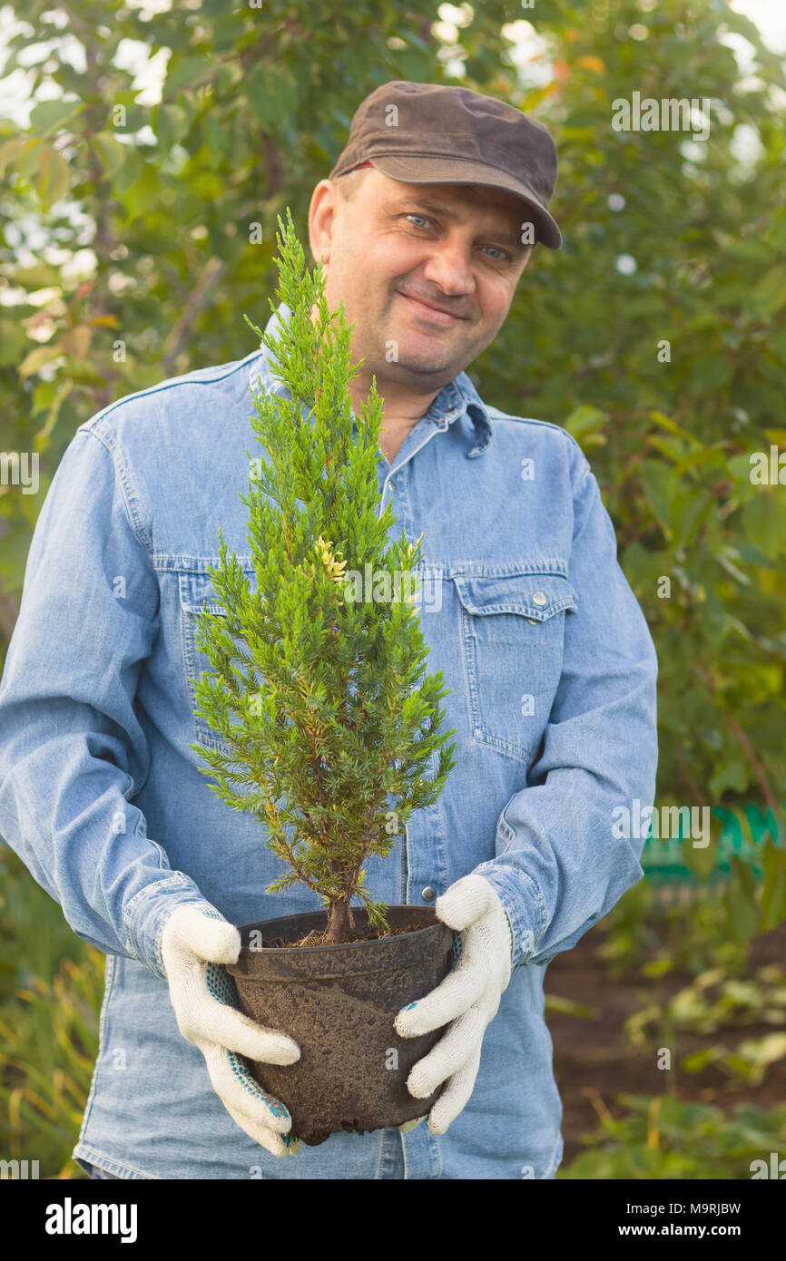 men planting the tree in the garden summer day Stock Photo - Alamy