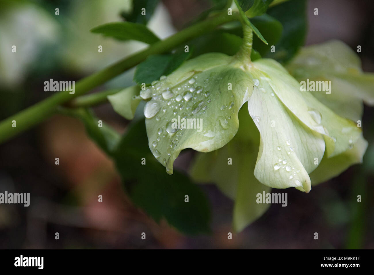 Water droplets on spring flowers Stock Photo - Alamy