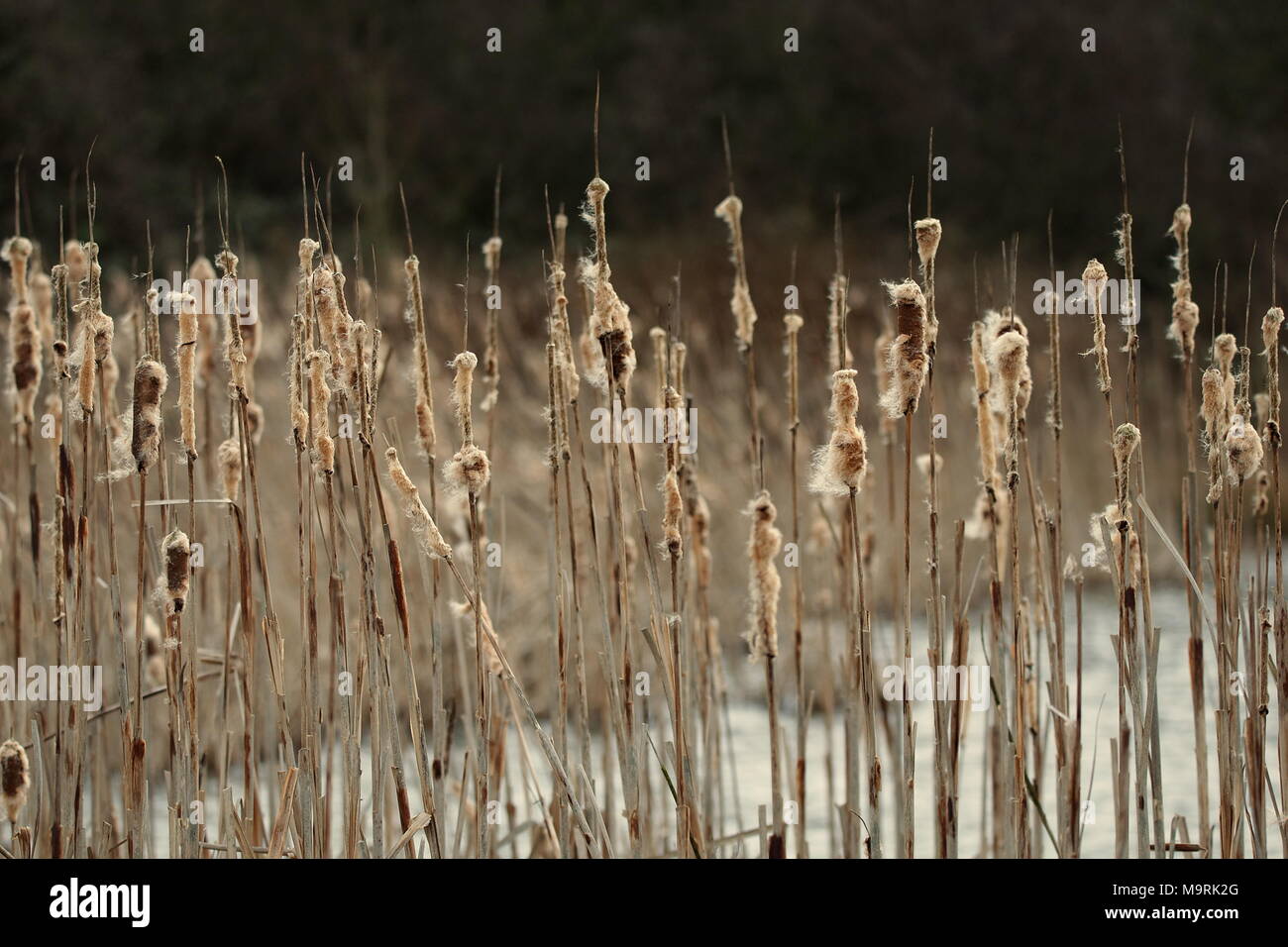 Wetland Marsh reed beds in early spring Stock Photo - Alamy