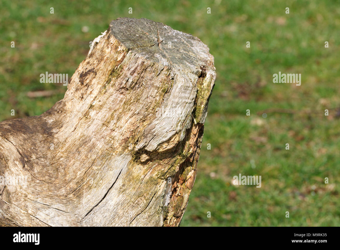 Chopped tree stump in sunlight Stock Photo - Alamy