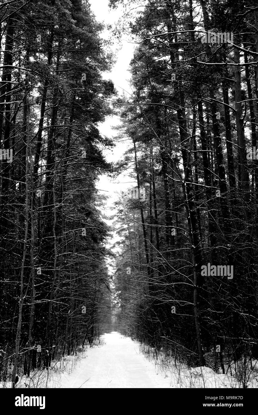 Snowy path in the woods Black and White Stock Photos & Images - Alamy
