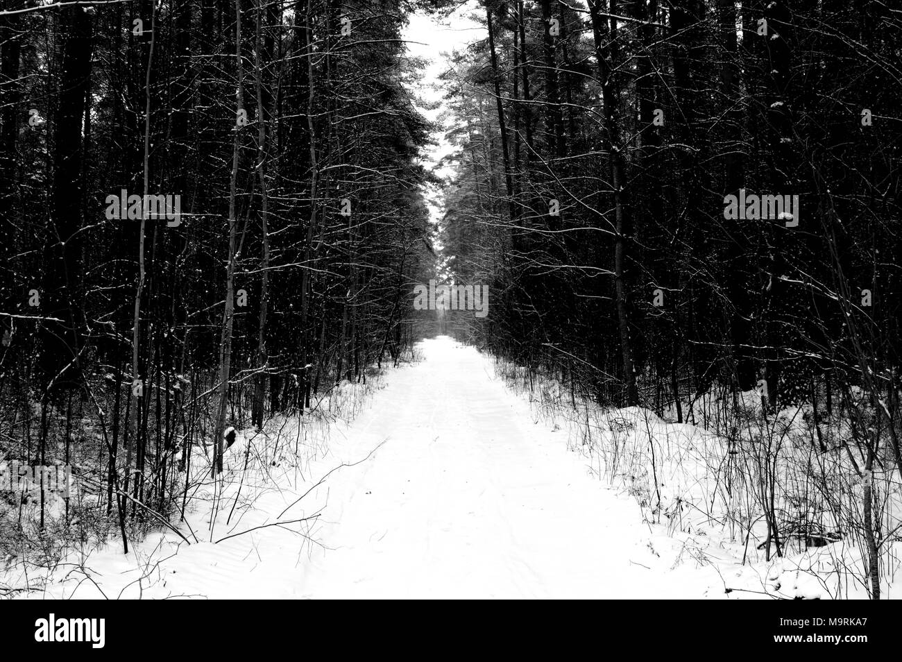 Snowy path in the woods Stock Photo - Alamy