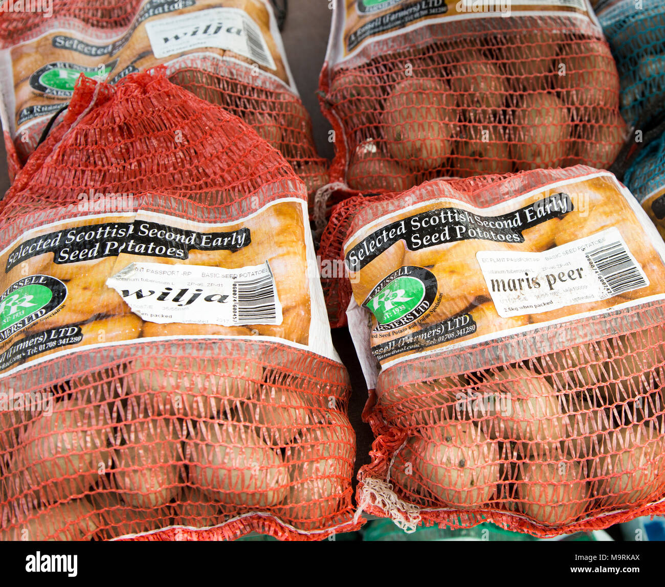 Potato maris peer hi-res stock photography and images - Alamy
