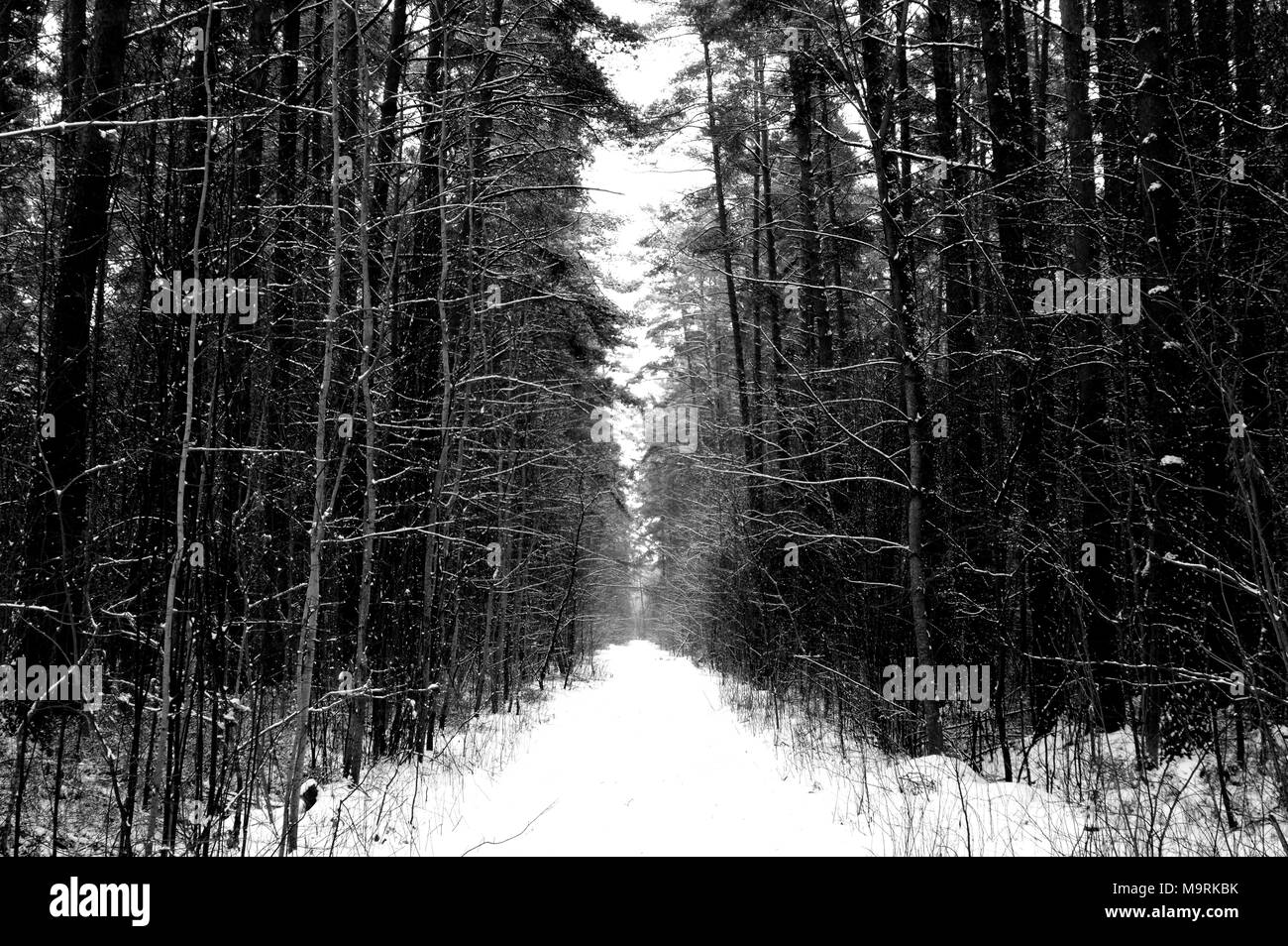 Snowy path in the woods Black and White Stock Photos & Images - Alamy