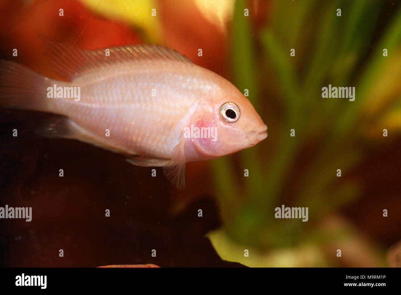 Nice aquarium fish closeup on dark background Stock Photo - Alamy