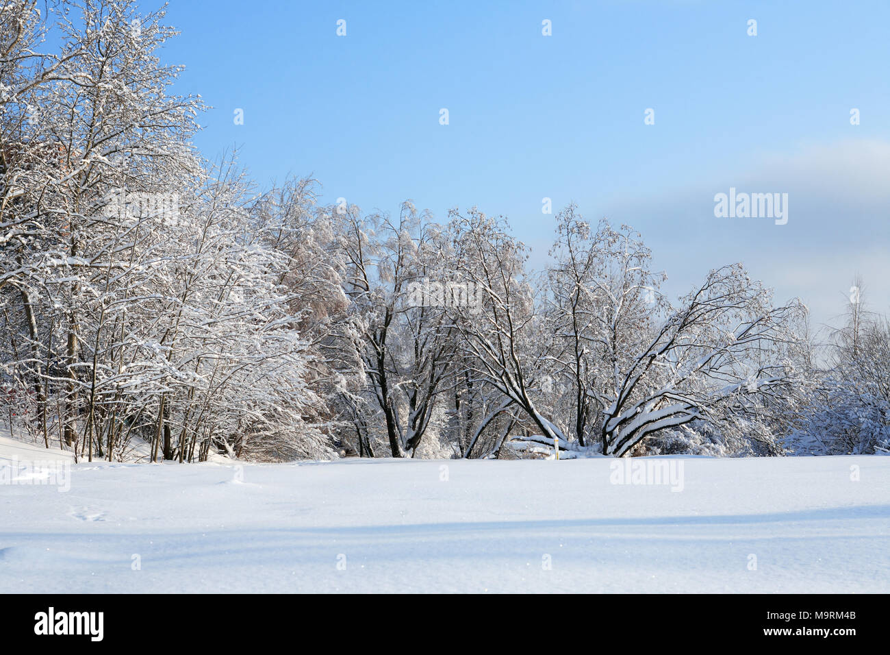 Nice winter background with forest under snow Stock Photo - Alamy