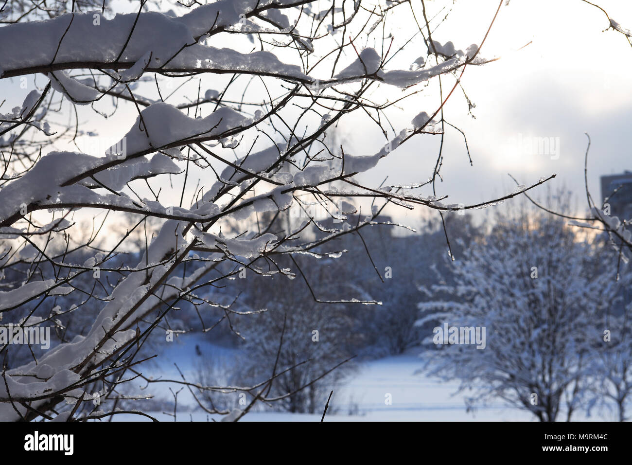 Forest under snow hi-res stock photography and images - Alamy