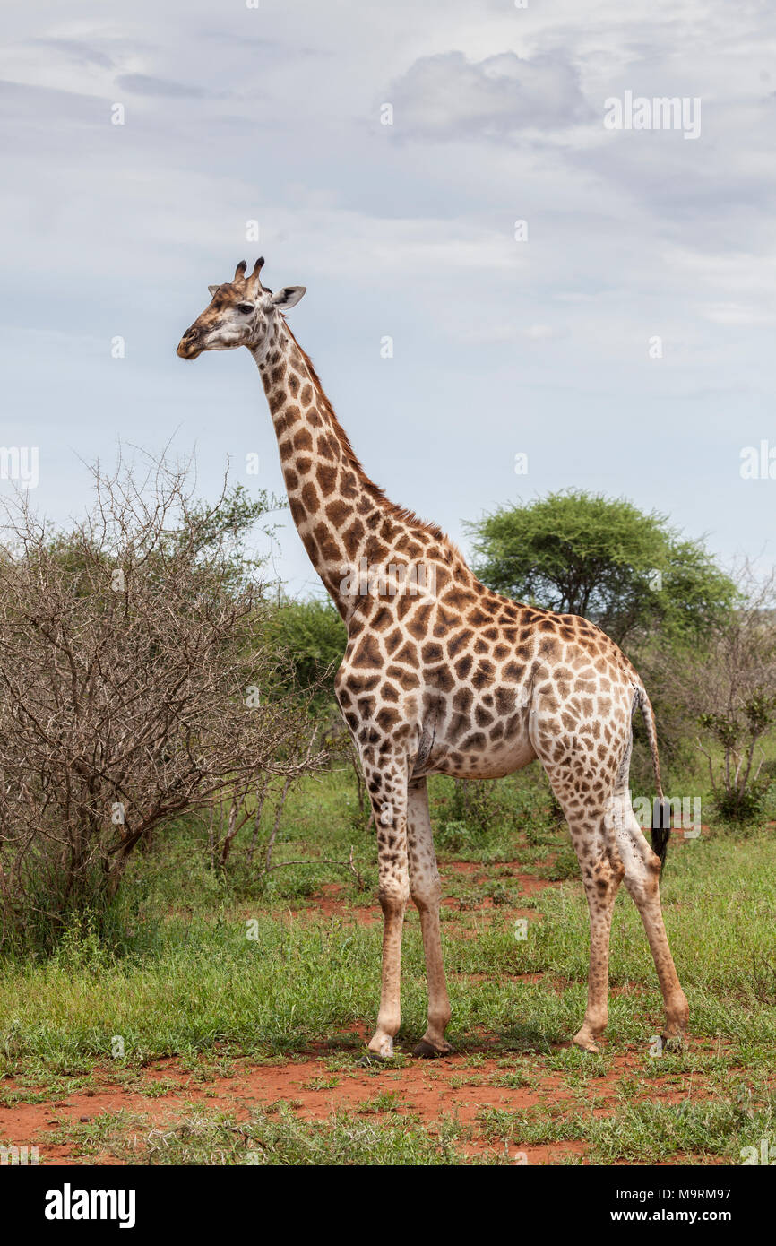 A female Southern Giraffe, aka South African Giraffe, aka Two-horned ...