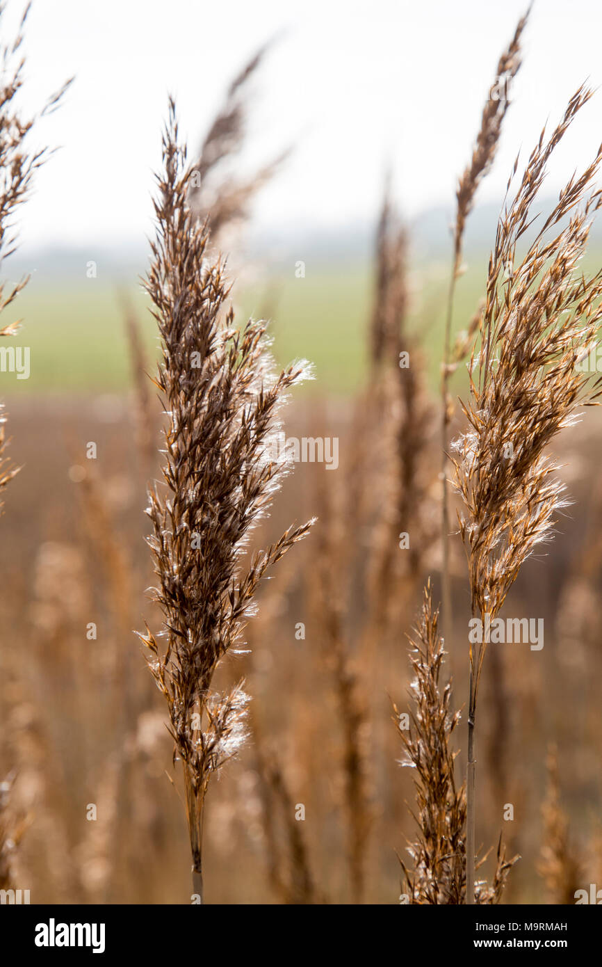 Heads of tall grasses hi-res stock photography and images - Alamy