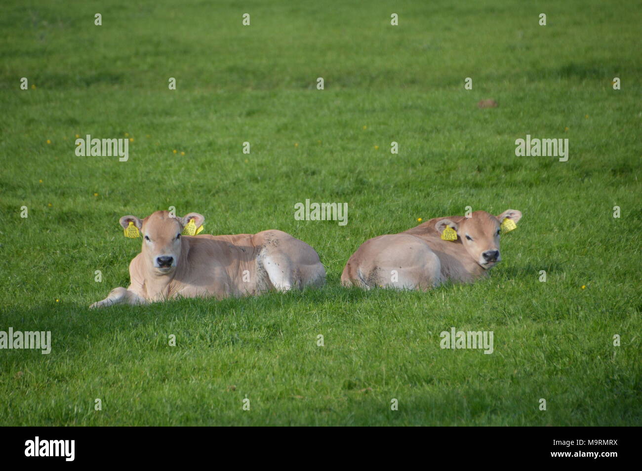 Two friendly cows hi-res stock photography and images - Alamy