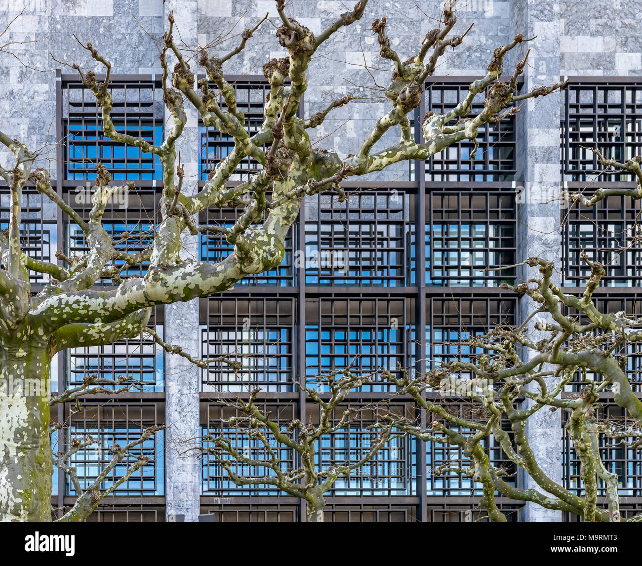 Plane-tree branches without leaves in front of the windows of an office ...