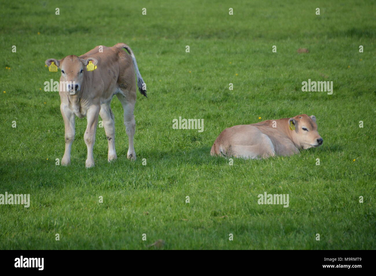 Two Baby Cows In The Grass With Earmarks Stock Photo - Alamy