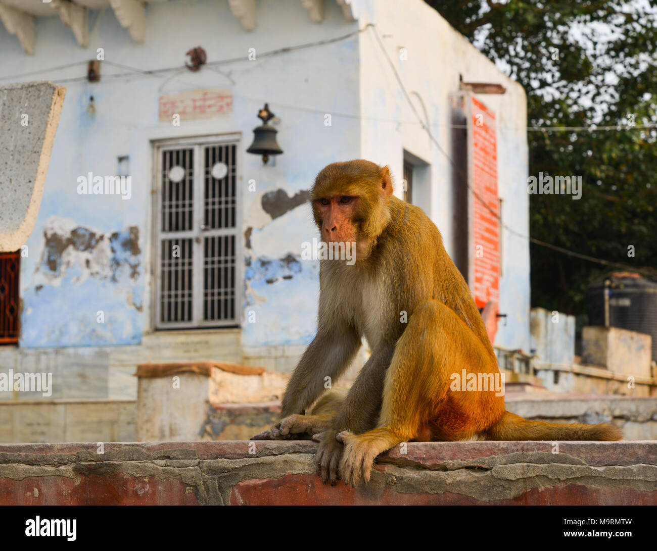 Monkey in goa india hi-res stock photography and images - Alamy