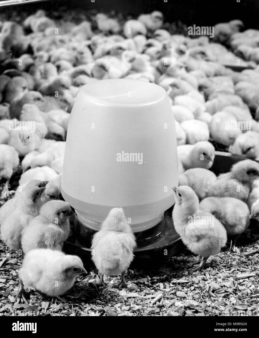 Breeding Black and White Stock Photos & Images - Alamy