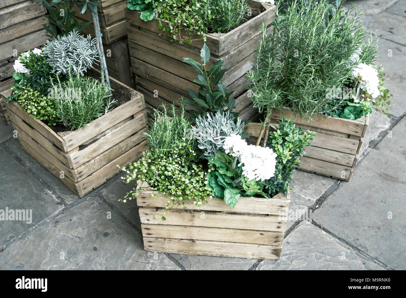 Box plant hi-res stock photography and images - Alamy