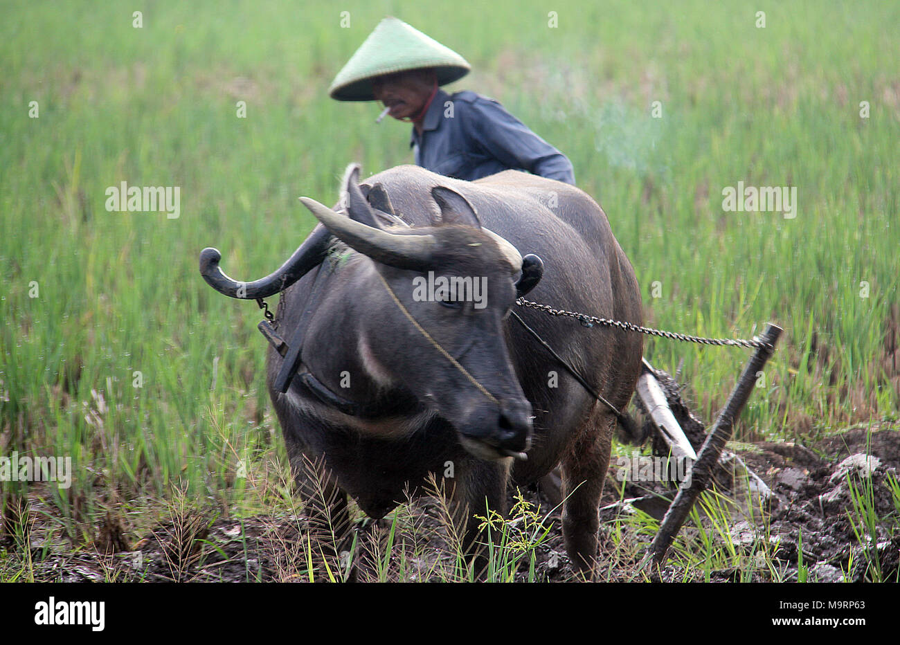 Farmer with his carabao hi-res stock photography and images - Alamy