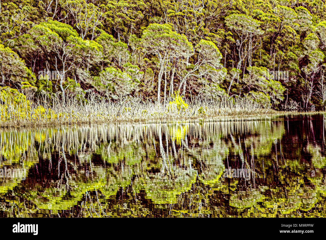 Native Australian trees reflecting in still water - digital artwork ...
