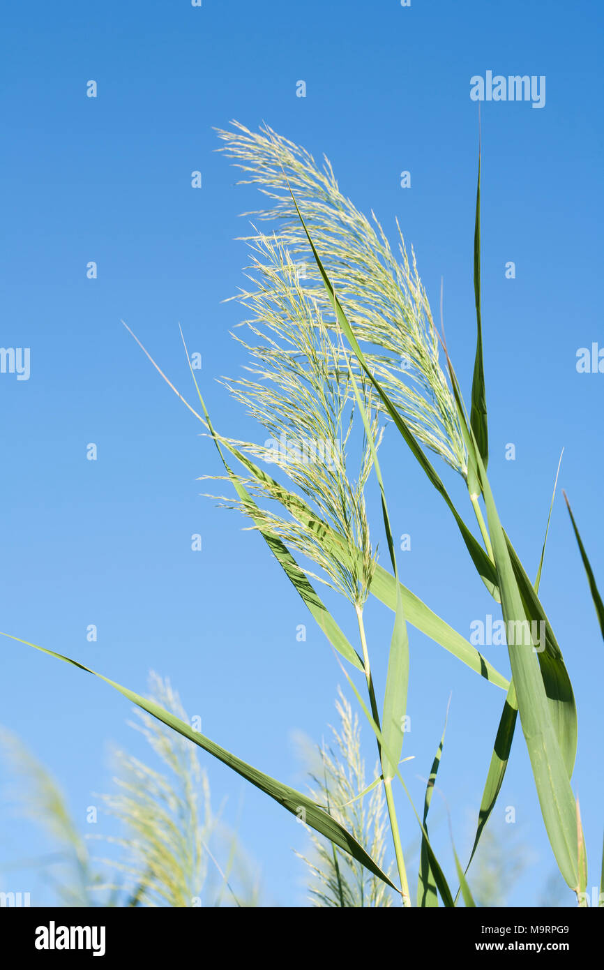 Phragmites Australis Australis High Resolution Stock Photography and ...