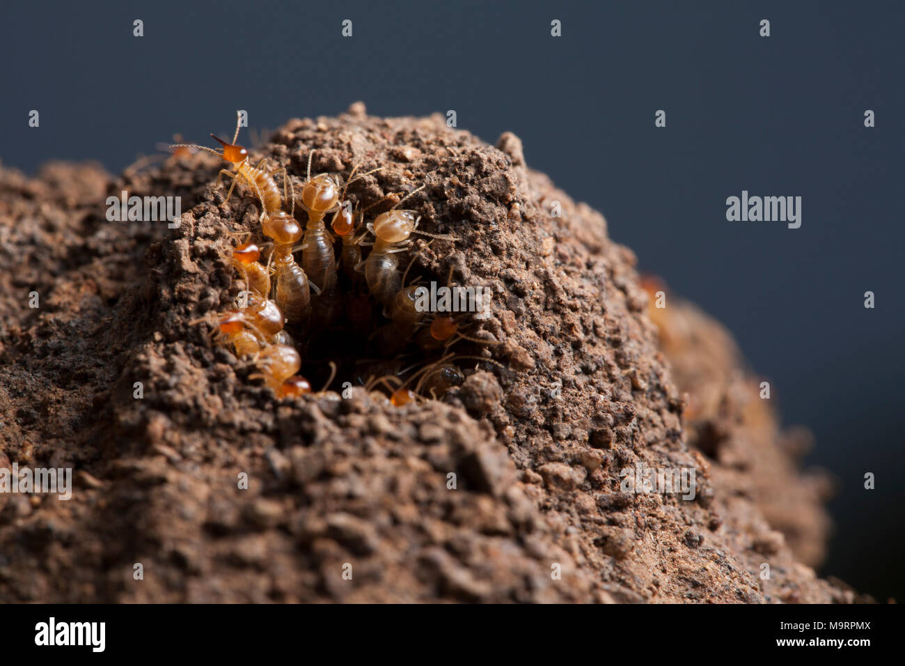 Harvester Termite High Resolution Stock Photography and Images - Alamy