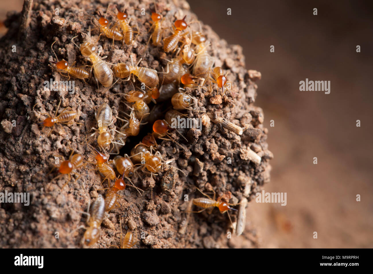 Harvester Termite High Resolution Stock Photography and Images - Alamy